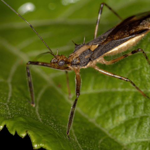 Assassin Bugs | STL Pest Control