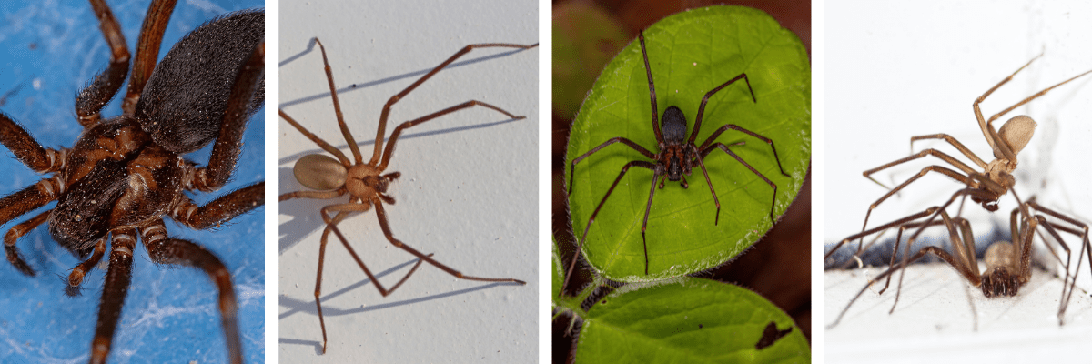 Brown Recluse Spider Identification Risks And Prevention Tips Stl