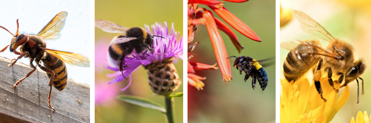 Identify the Sting: Identifying Common Stinging Insects Around Your ...